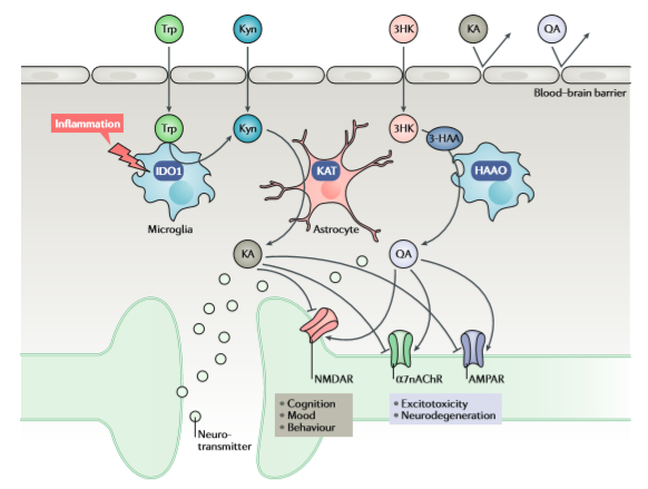 Nature reviews | IF:57.618色氨酸代谢组学对疾病治疗靶点研究的重要性 - 知乎