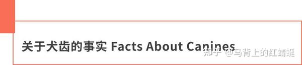 【科普】马牙齿的命名系统-Triadan Tooth Numbering System - 知乎
