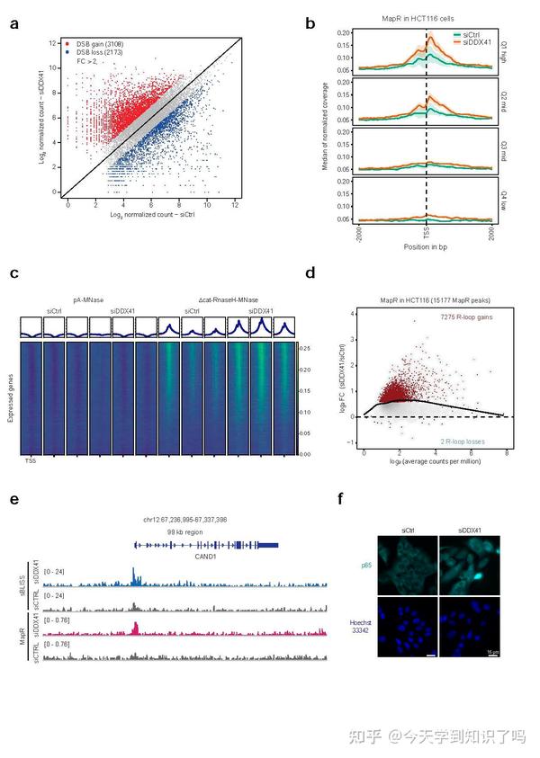 R-loop邻近蛋白质组学鉴定出DDX41在转录相关基因组不稳定性中的作用 - 知乎