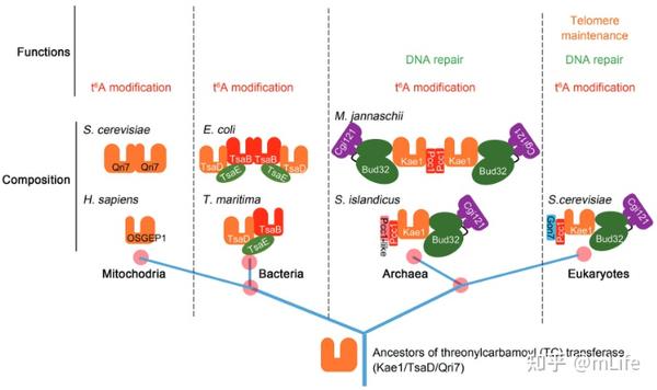 mLife | 古菌KEOPS复合体亚基组成及新功能的发现为真核生物古菌起源学说提供新证据 - 知乎