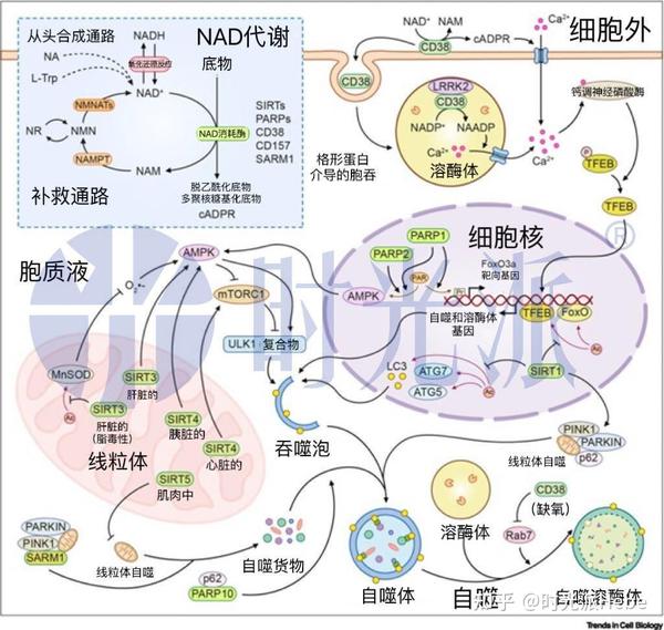 《Cell》子刊全新综述，揭秘抗衰新靶点，深度探究NAD与自噬关系 - 知乎