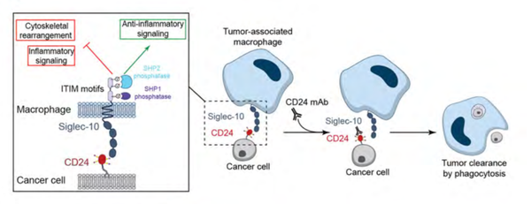 【高分文献解读第一期】CD24说：“Don't eat me！” 肿瘤免疫治疗该怎么办？ - 知乎