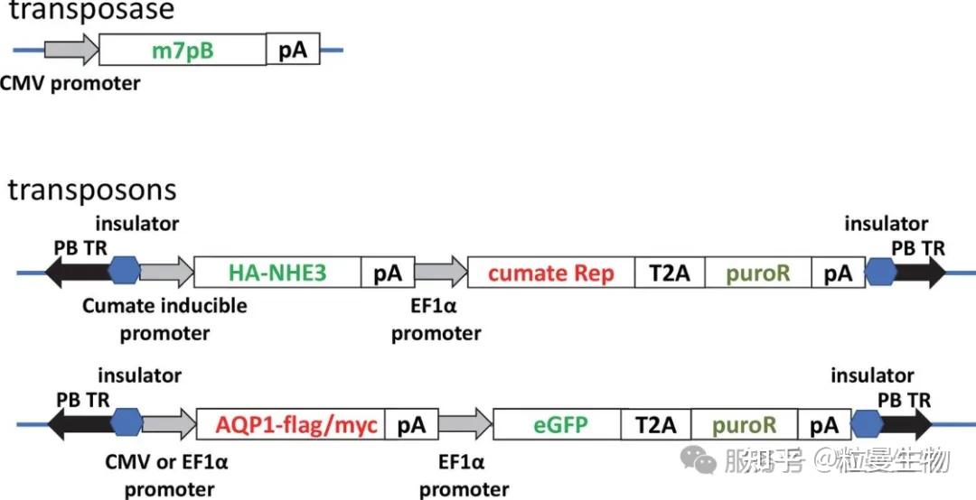 踵事增华 | Cumate诱导过表达技术，蛋白表达调控又添“新利器”【收藏】 - 知乎