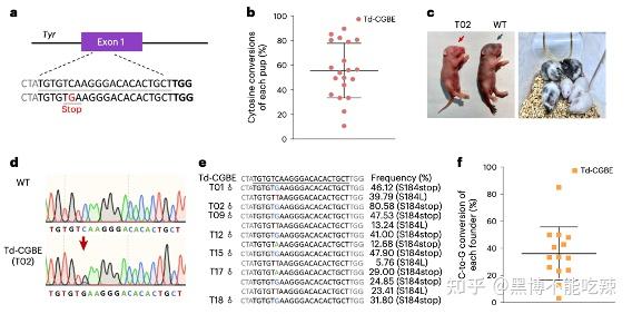 基于TadA-8e的CBE工具开发 - 知乎