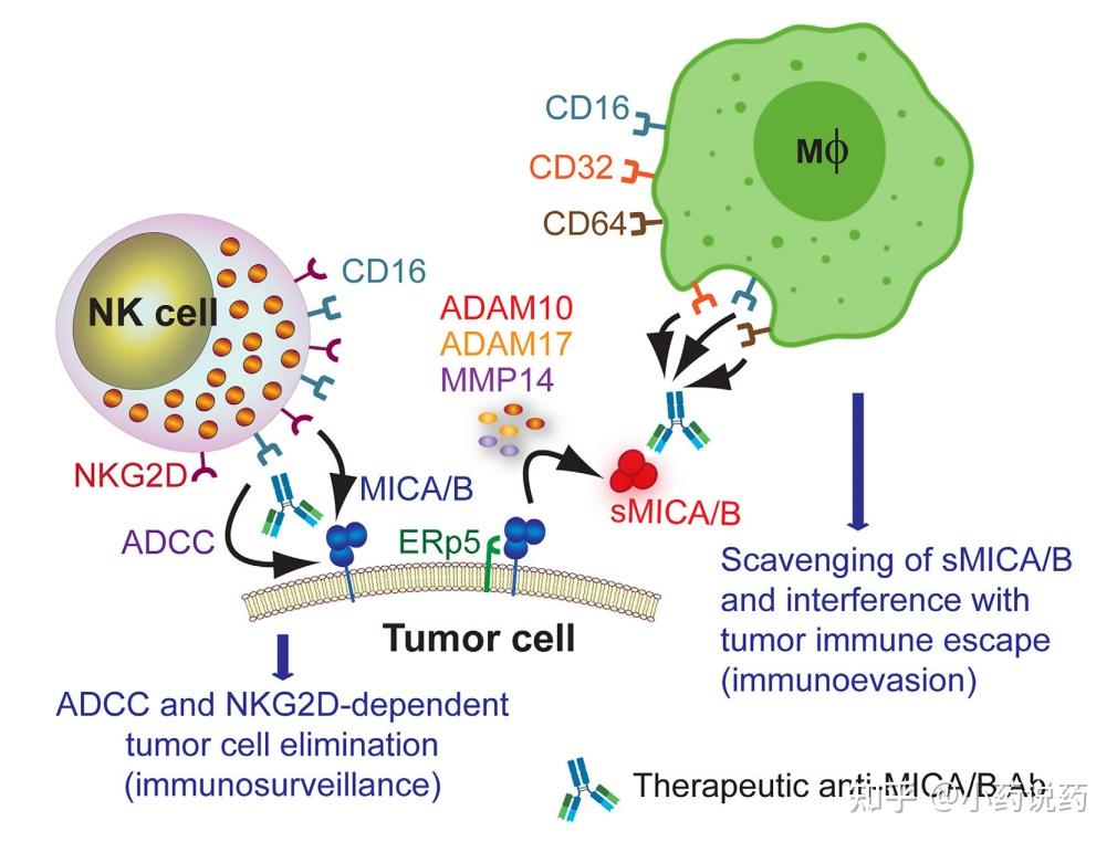 NKG2D配体在免疫肿瘤学中的应用 - 知乎