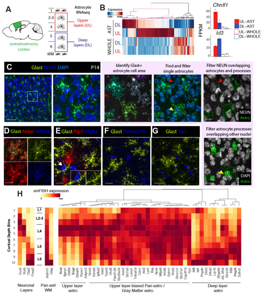 Nat Neurosci | 单细胞原位转录组图谱揭示哺乳动物大脑皮层中星形胶质细胞分层 - 知乎