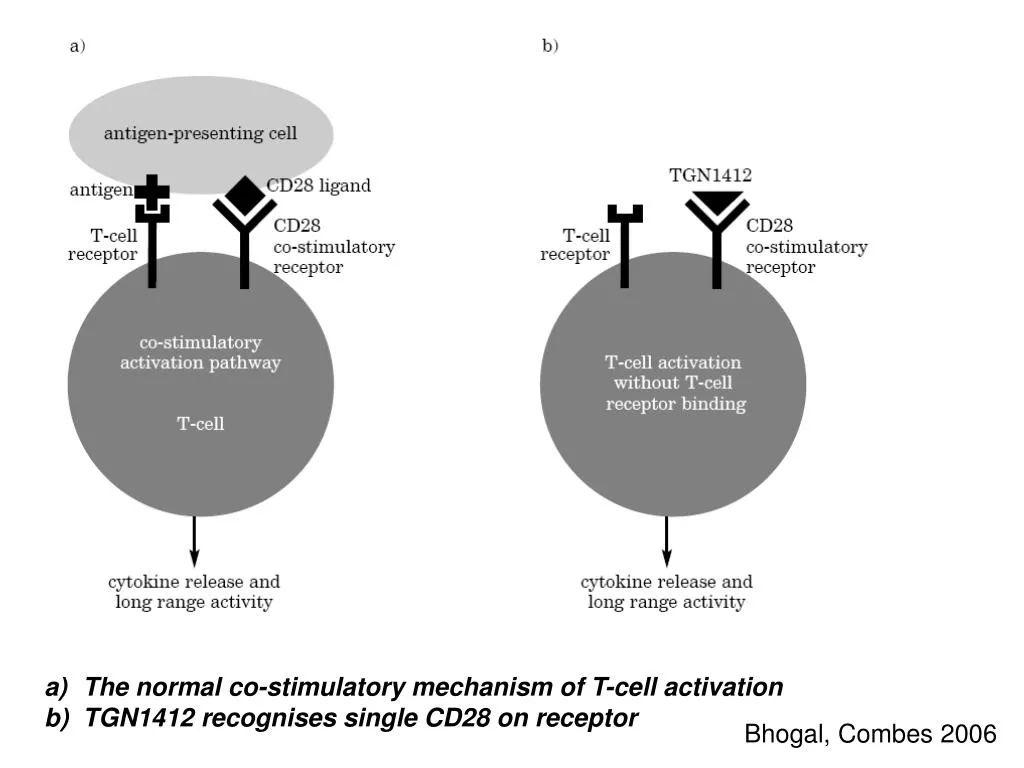 CD28：阻断易，激活难 - 知乎