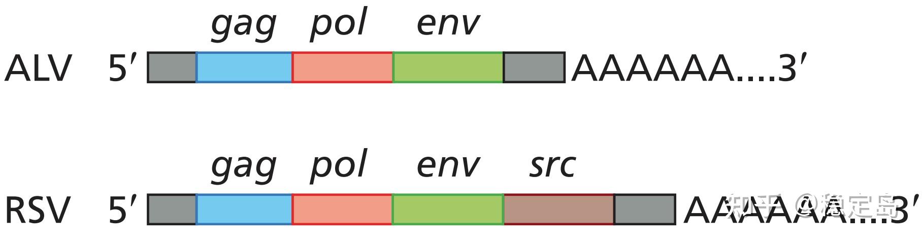 C010 原癌基因理论的诞生 - 知乎