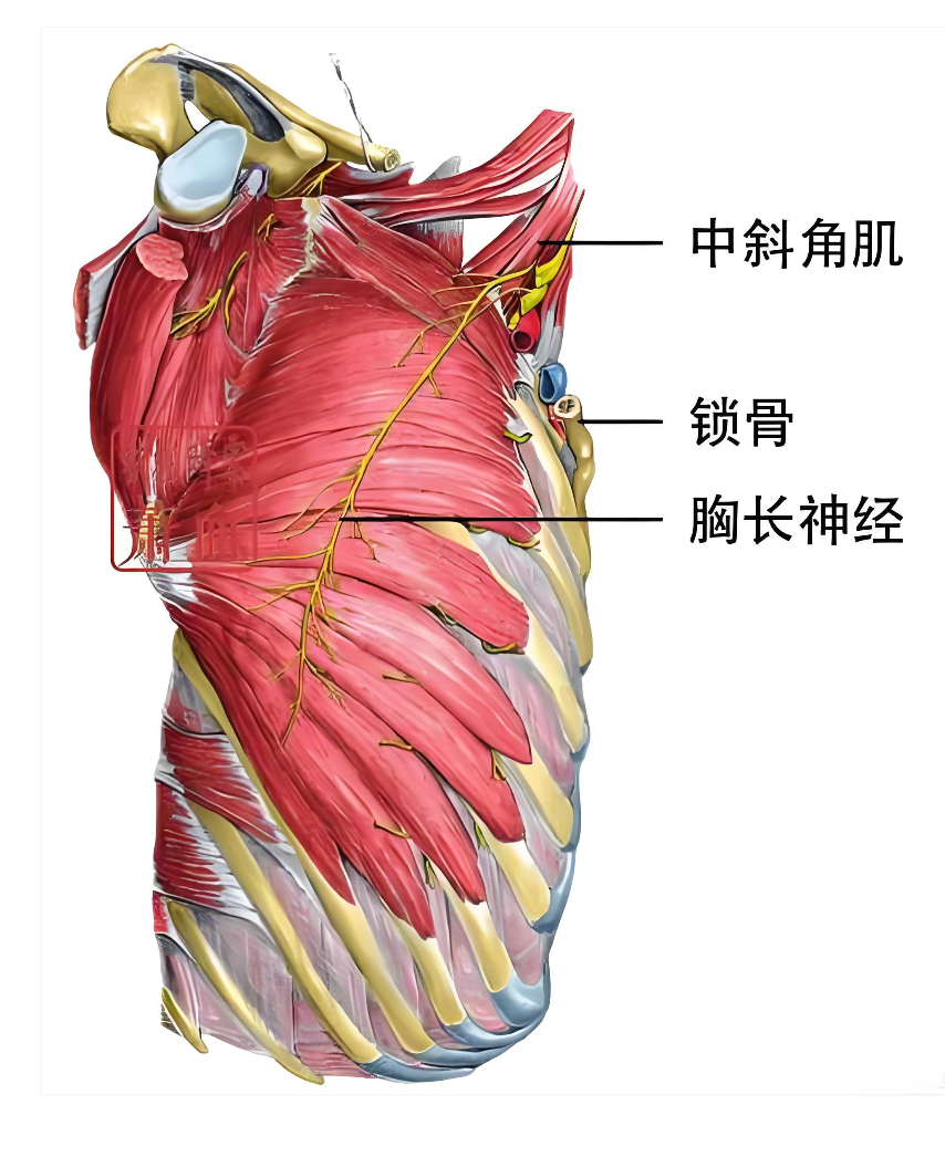 胸长神经与胸前痛 - 知乎