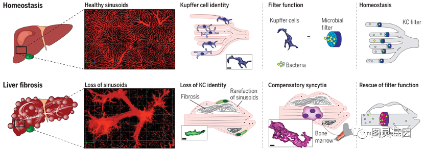 Science ｜ 肝脏的自救：Kuffer合胞体在纤维化肝脏中补充巨噬细胞功能 - 知乎