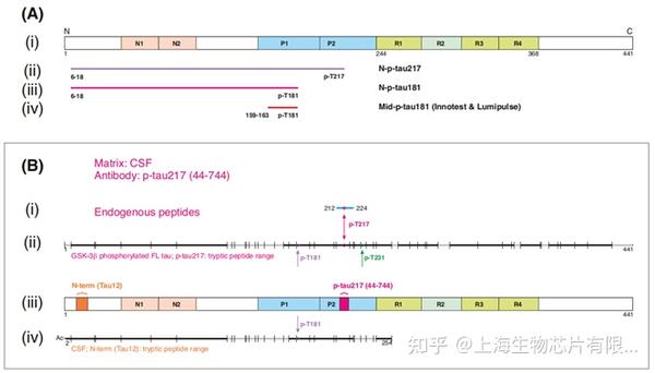 文献解读 | 脑脊液磷酸tau T181和T217生物标志物在阿尔茨海默病诊断中的临床表现的头对头比较 - 知乎