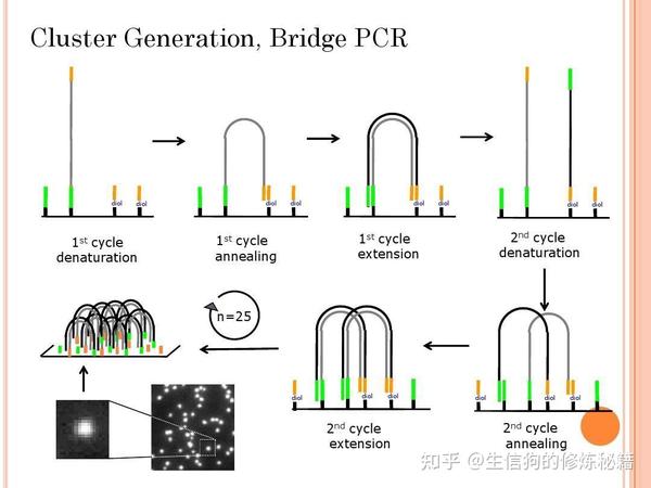 高通量测序原理（二）illumina测序原理 - 知乎