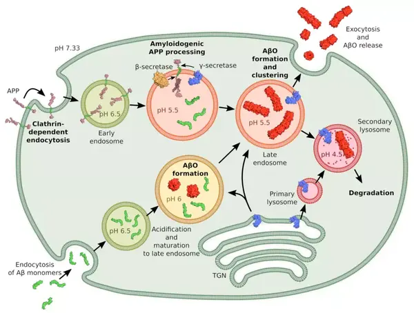 Nat Commun：内溶酶体的Aβ浓度和pH值触发Aβ寡聚体的形成，诱导Tau错配 - 知乎