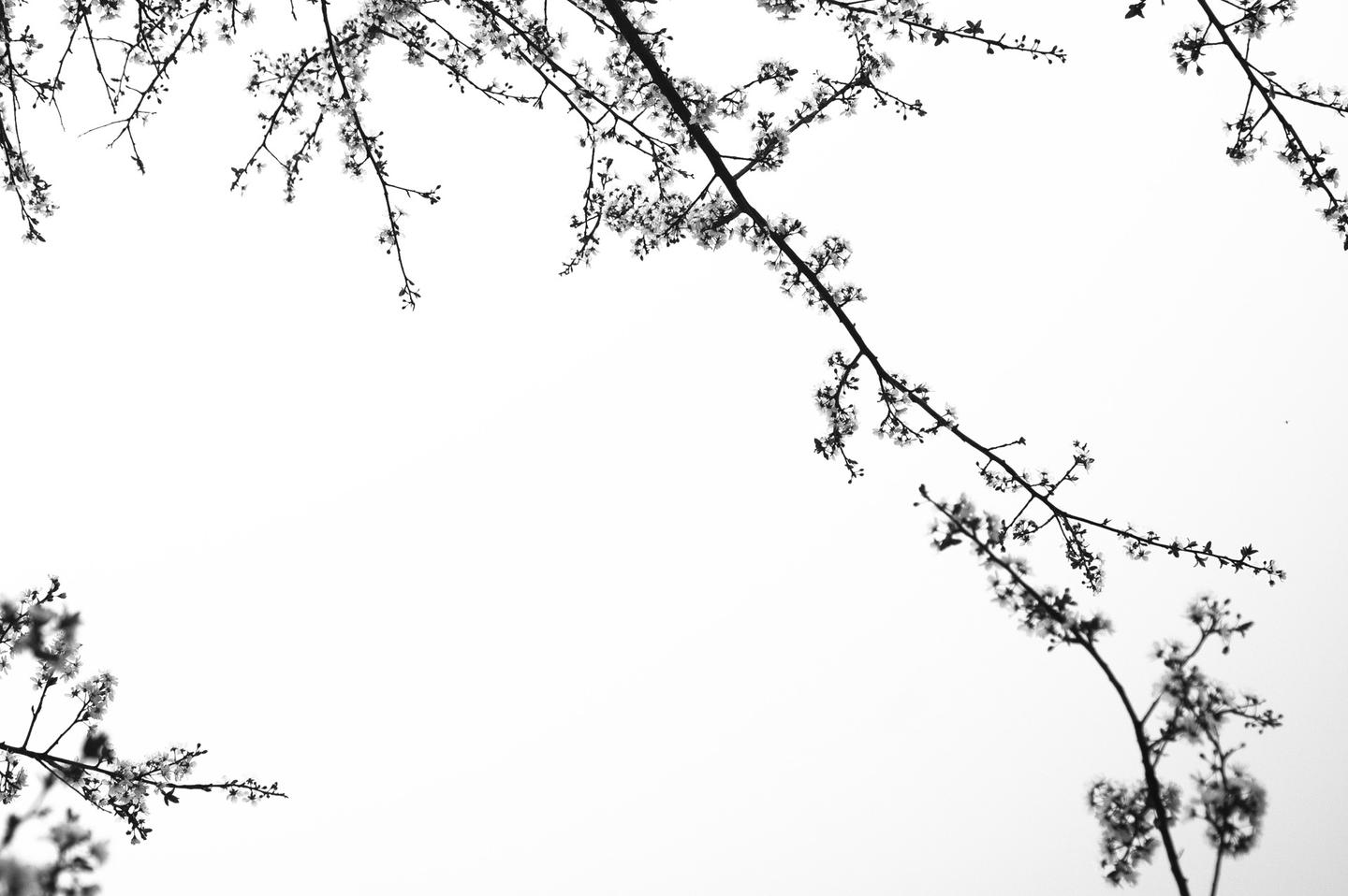 那时花开：20年后重拾尼康D70S相机！ - 知乎