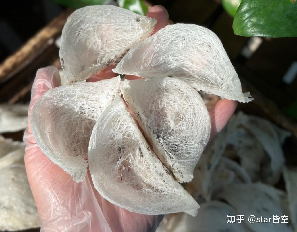 520、618燕窝应该怎么选？不同品牌燕窝之间有什么区别？2025年最新燕窝品牌推荐 - 知乎