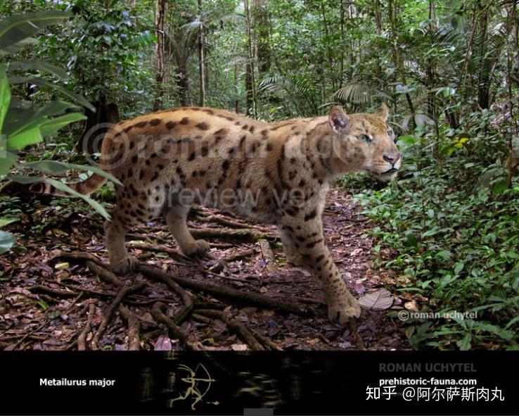 「Rise of Mammals丨兽族崛起 5」 剑齿风云录—梦魇 - 知乎