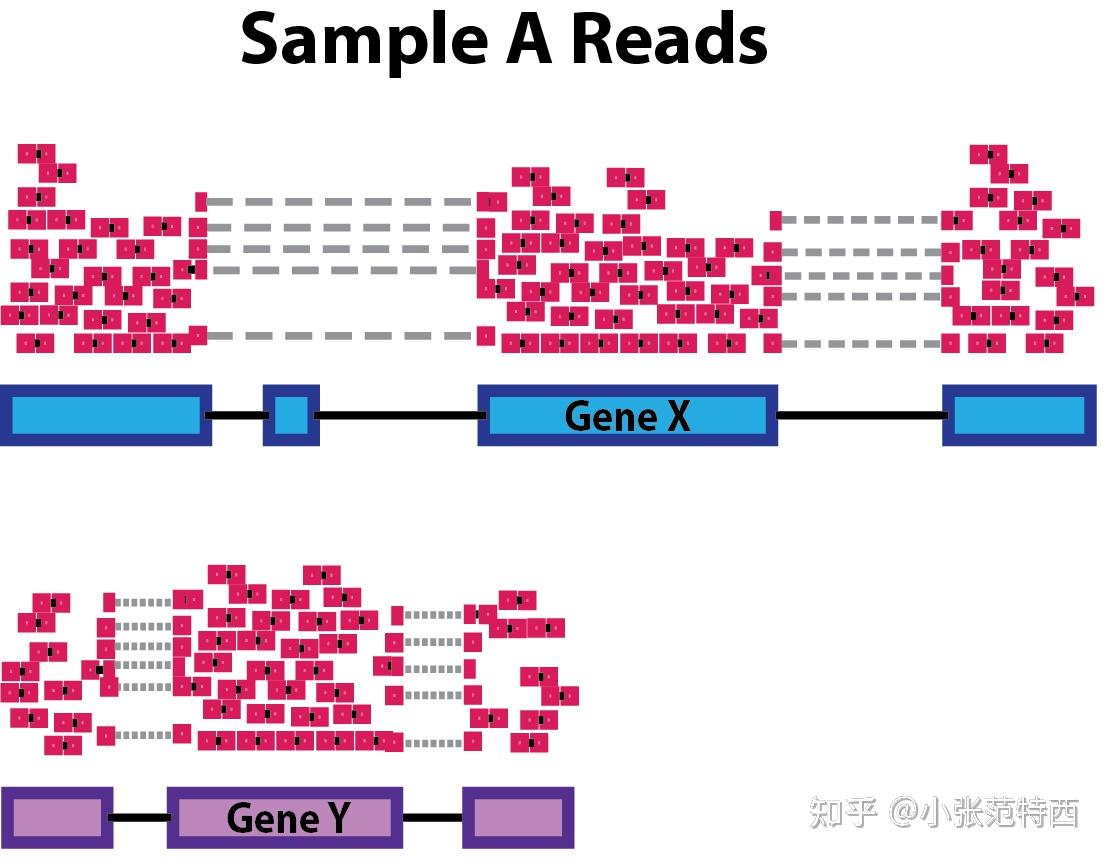 RNA-seq基因定量标准化方法的区别(CPM, RPKM, FPKM, TPM) - 知乎