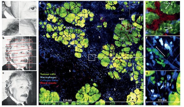 Nat Rev | 活体成像研究癌症的发展和转移 - 知乎