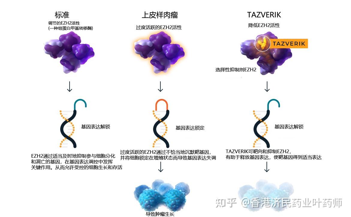 上皮样肉瘤和滤泡型淋巴瘤靶向药！首个靶向和阻断EZH2疗法TAZVERIK（tazemetostat） - 知乎