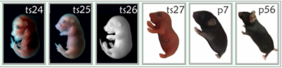 一枚受精卵如何“变”成一只小鼠？ - 知乎