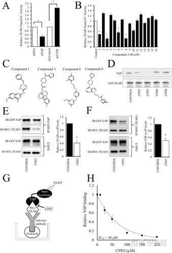新型YAP - TEAD相互作用抑制剂 - 知乎