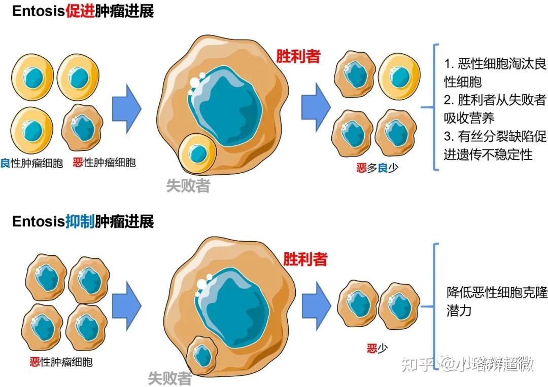 第二十八期：透射电镜下的细胞侵入性死亡（Entosis） - 知乎