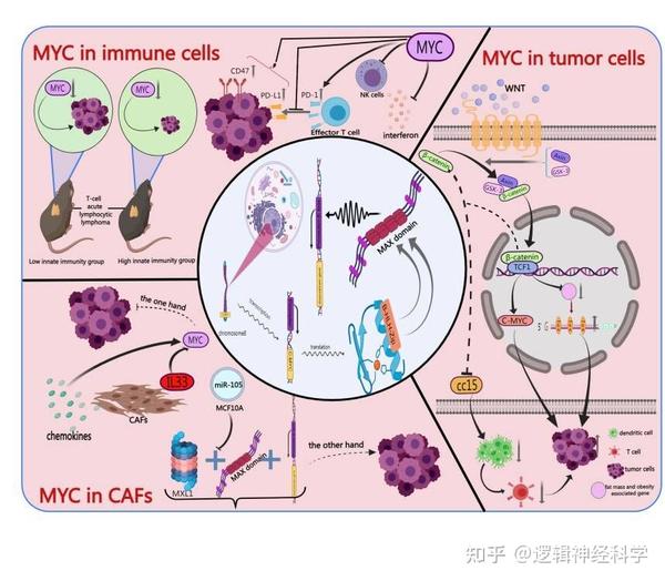 Cell Death Discov 综述︱安徽医科大学谷皓团队发表MYC对肿瘤免疫和免疫治疗影响研究综述 - 知乎