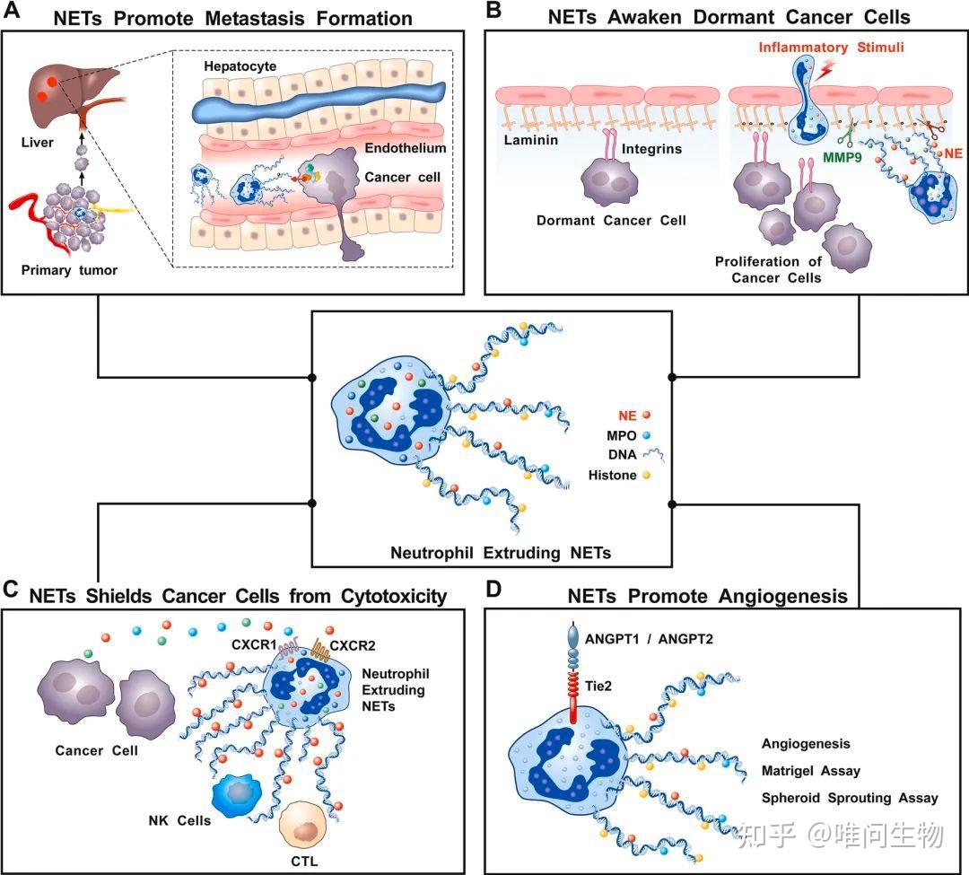 癌症中的中性粒细胞胞外诱捕网（NETs），3幅图入门！ - 知乎
