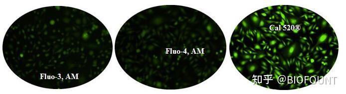 Rhod-2 AM钙离子荧光探针 - 知乎