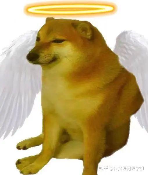 Cheems，你是最特别的小狗 - 知乎