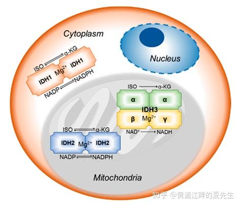 IDH突变、表观遗传与靶向治疗 - 知乎