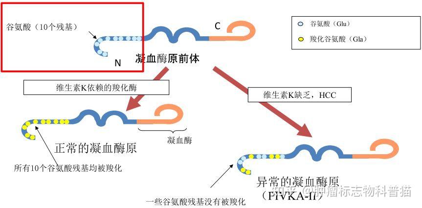 肿瘤标志物科普系列--异常凝血酶原（PIVKA-II）升高原因分析 - 知乎
