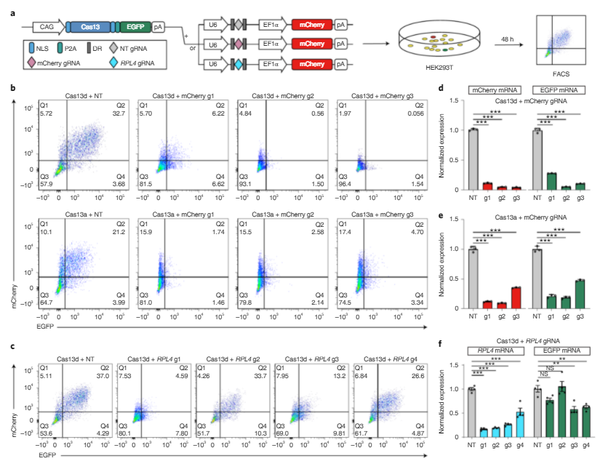 Nat Biotech | 中科院杨辉组通过靶向RNA降解的高保真Cas13变体降低副作用 - 知乎