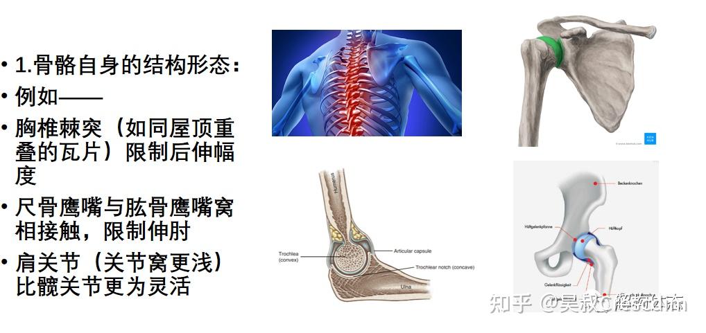 如果对关节运动“终末感”多些了解，也许拉伸导致骨折的悲剧就不会发生 - 知乎