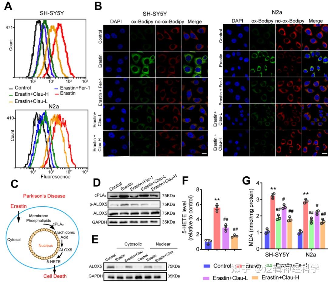 Pharmacological Research︱暨南大学何蓉蓉团队报道黄皮酰胺抑制PKCα-ALOX5轴缓解多巴胺能神经元的脂质过氧化损伤 - 知乎