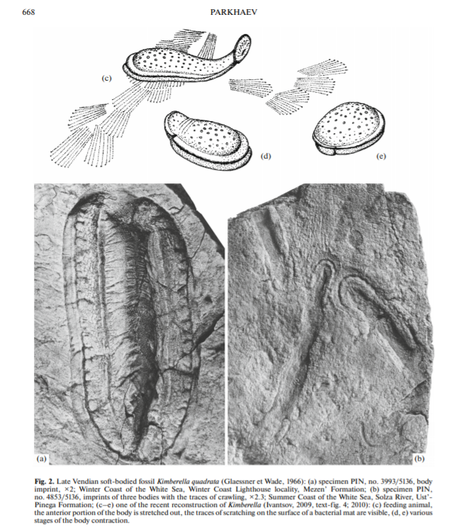 头足纲小传（29）瑕光微明：头足纲的起源，奈特氏锥 Knightoconus - 知乎
