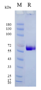 ALPPL2/ALPP: 具有肿瘤特异性的潜力靶点 - 知乎