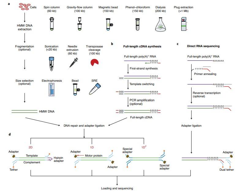 纳米孔DNA/RNA测序技术综述 - 知乎