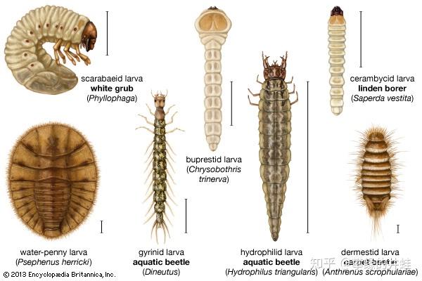 【地球演义】二叠纪剧场 Madagascar (I) - 知乎