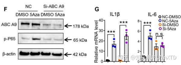 转染原代BMDM细胞技术分享 - 知乎