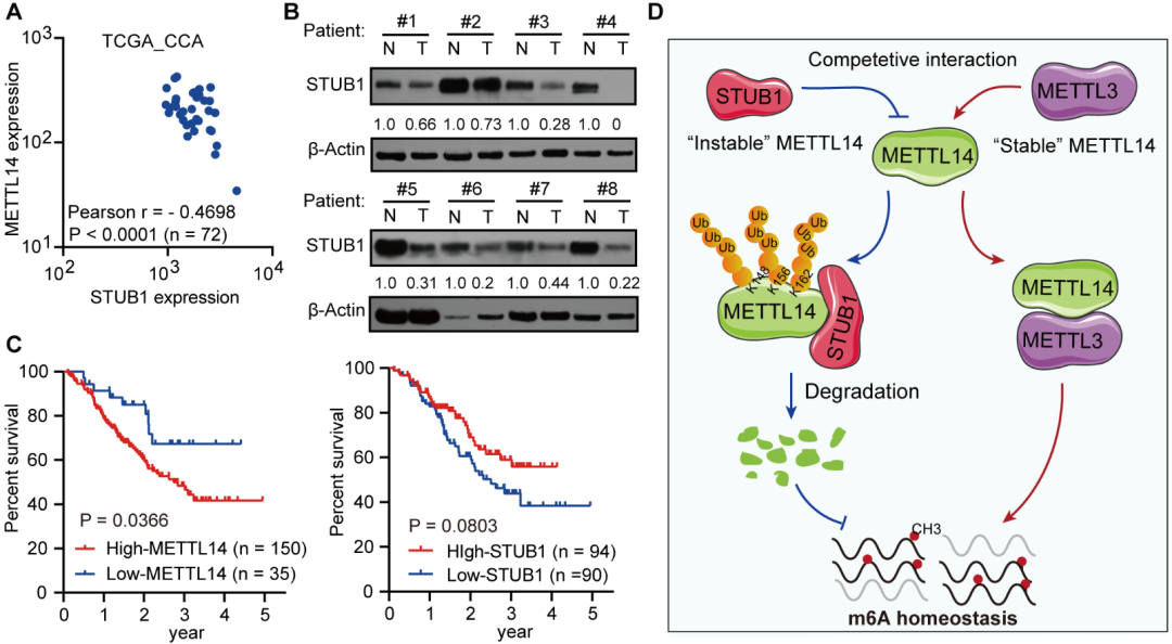 EMBO Rep︱中山大学王文涛（陈月琴团队）揭秘METTL14蛋白代谢及RNA m6A细胞内稳态新机制 - 知乎