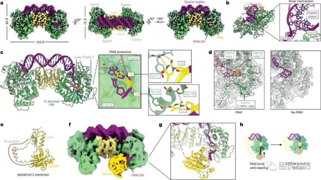 Nature | CRISPR挑战进化理论：为选择优势而进行有针对性的突变 - 知乎