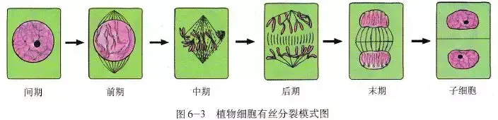 【教材精读】细胞的增殖 - 知乎