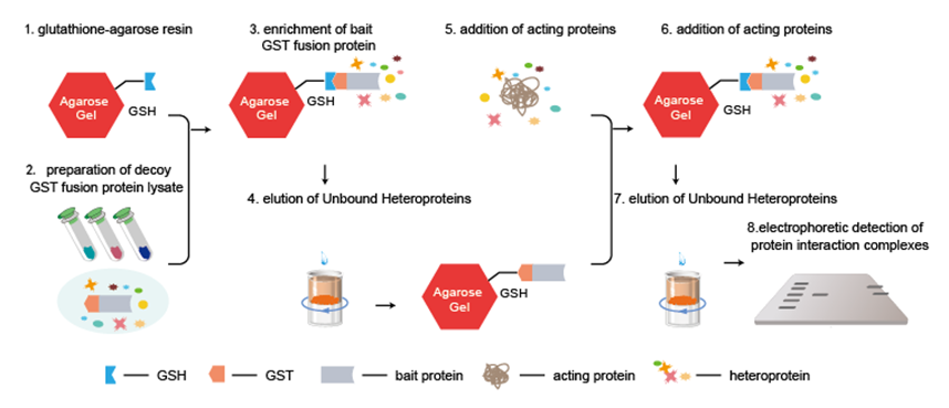 蛋白互作技术大比拼：蛋白邻近标记技术与Co-IP、GST pull down在研究蛋白互作中的技术优势对比 - 知乎