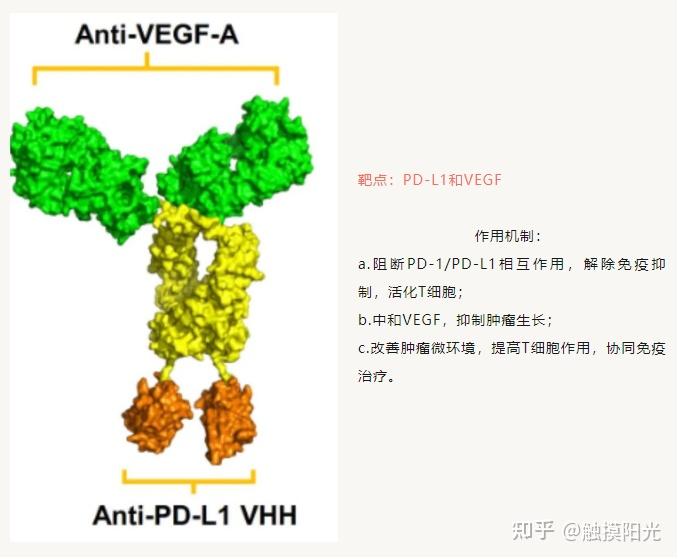 肺腺癌无基因突变治疗方法-普米斯PM8002(PD-L1/VEGF双抗) ＋培美曲塞＋卡铂招募非鳞非小细胞肺癌 - 知乎