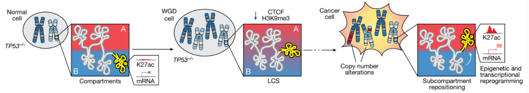 一文了解 WGD | 全基因组加倍的致癌性研究 - 知乎