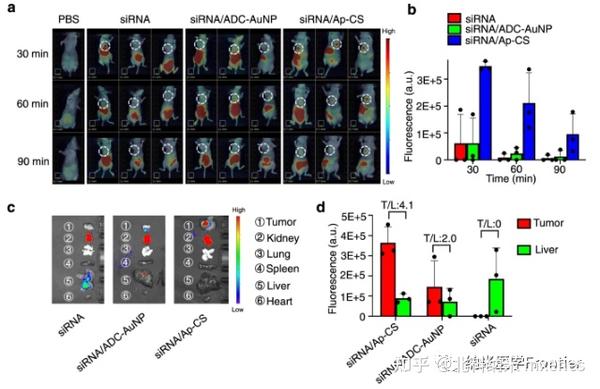 金纳米颗粒：癌症治疗的新武器？siRNA靶向递送 - 知乎