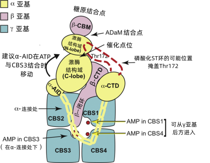 SIRT和AMPK靶点通路知识讲解 - 知乎