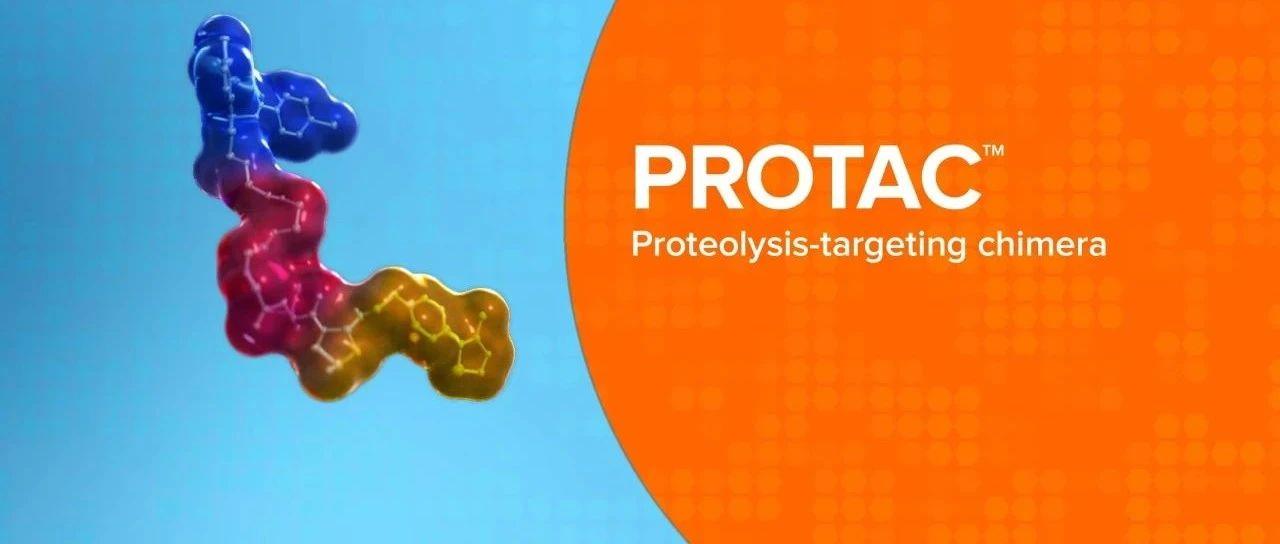 蛋白降解新突破：清华陈晔光团队等首次开发出靶向β-catenin的PROTAC多肽，有效抑制结肠癌 - 知乎