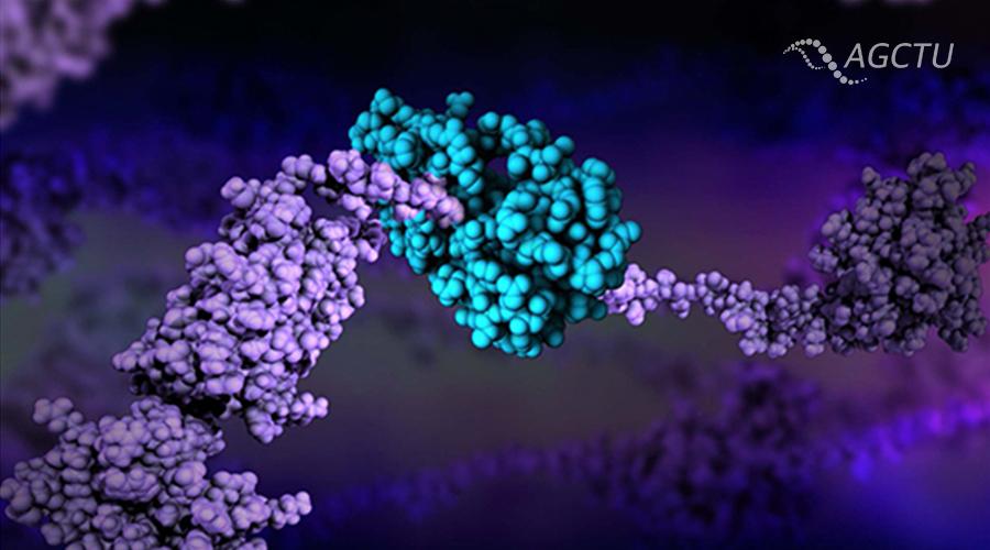 生物结构主义——解开蛋白质的功能奥秘 - 知乎